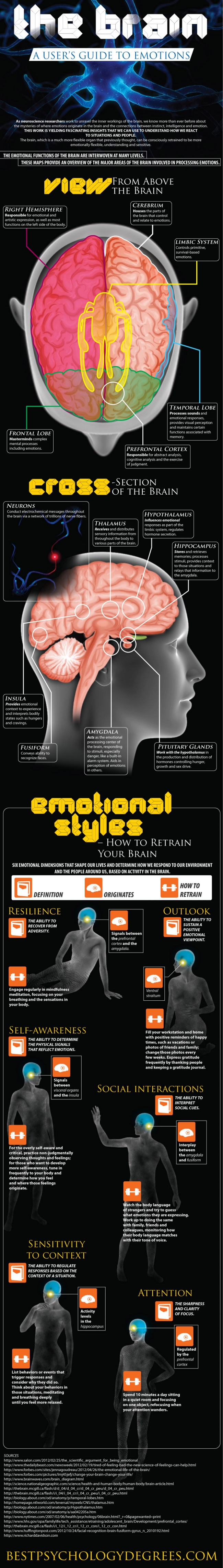 How The Human Brain Works Infographic What Is Psychology How The Human Brain Works Infographic What Is Psychology